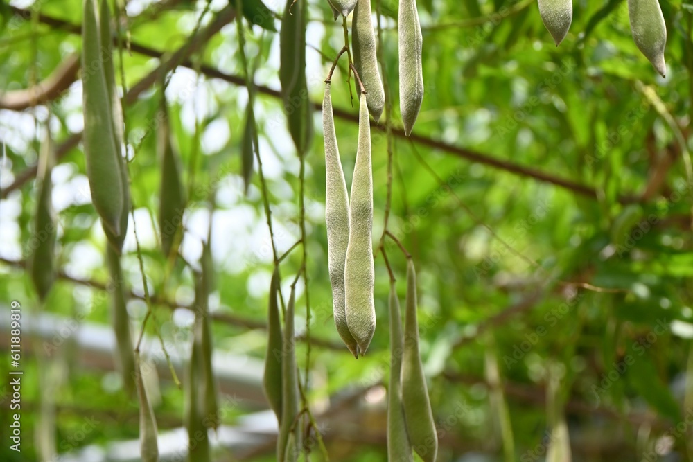 Wisteria trellis wisteria beans. Seasonal background material. Stock ...