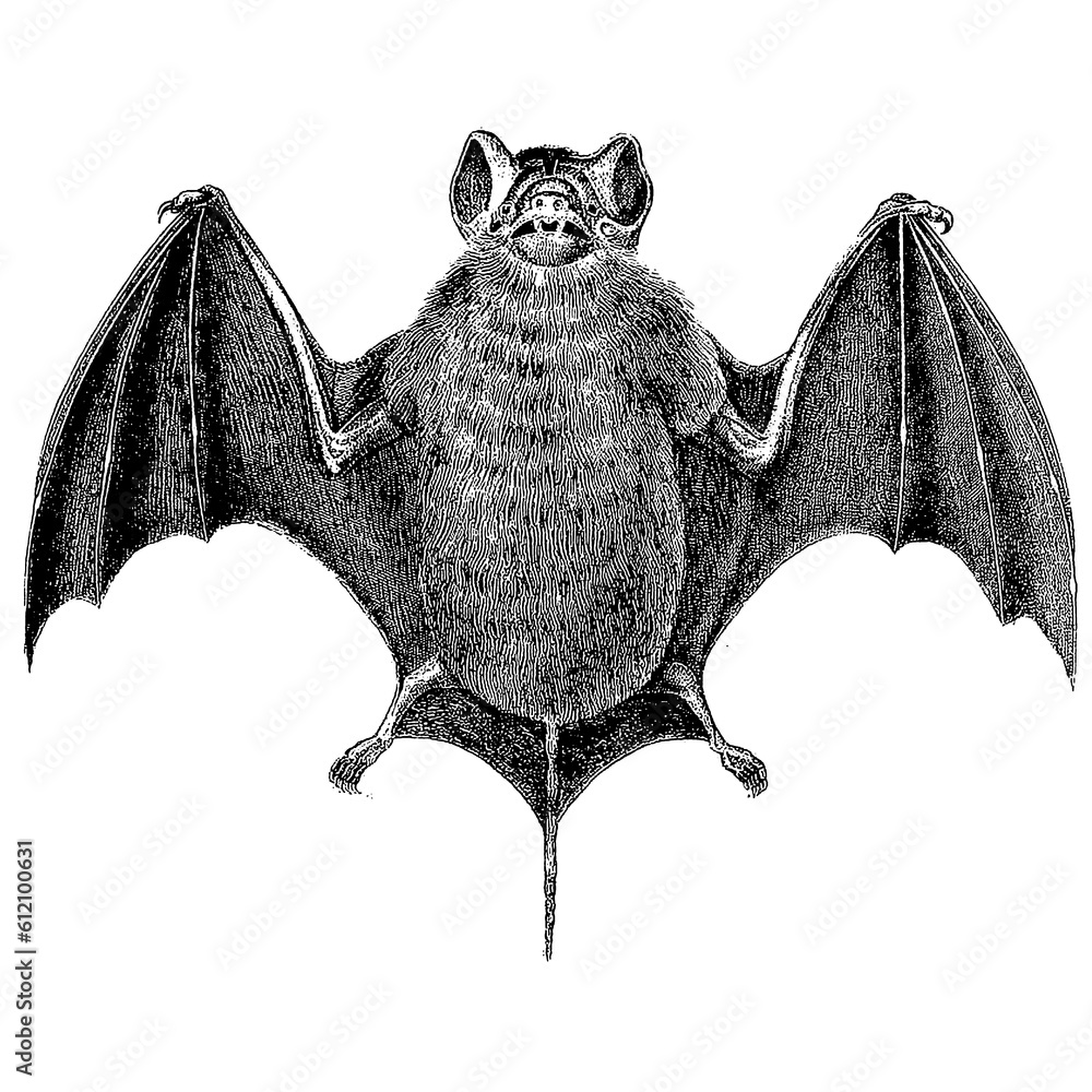 sketchedbat