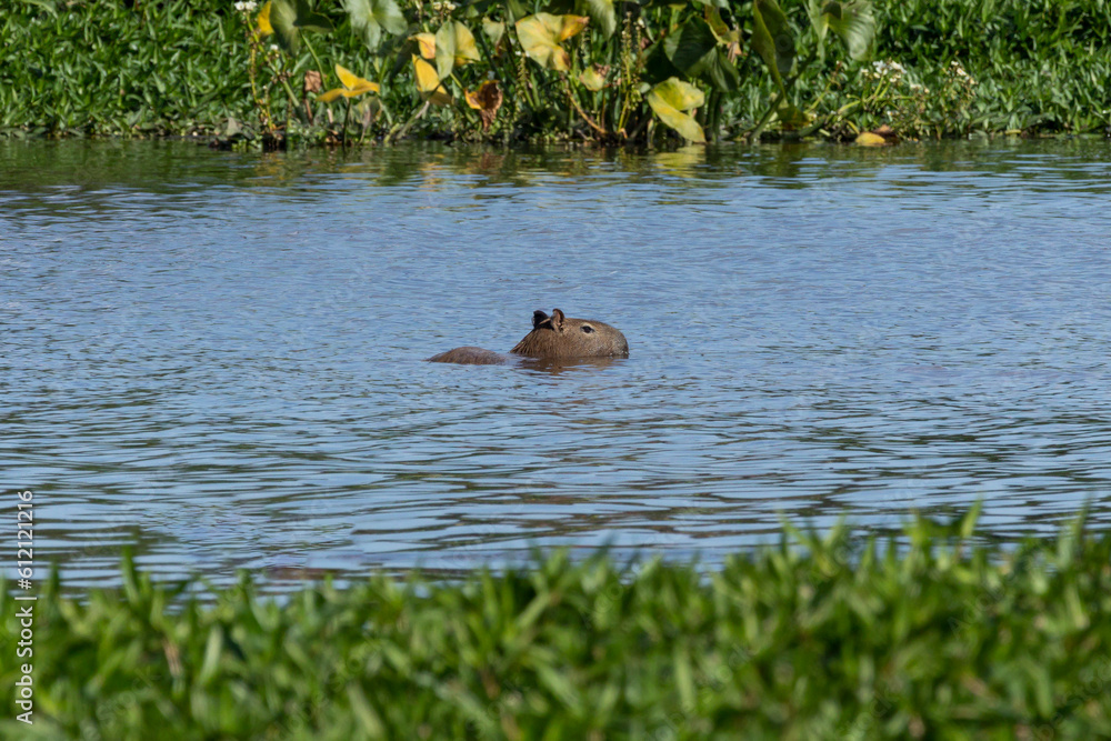 A capybara swimming in a lake. The capybara is the largest rodent in ...