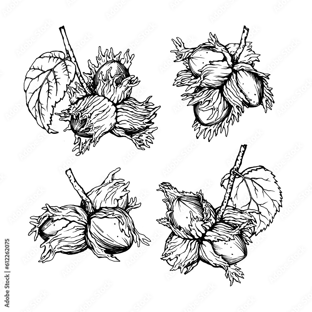 Set with hazelnut fruits with spiny husks and leaves (Corylus avellana ...