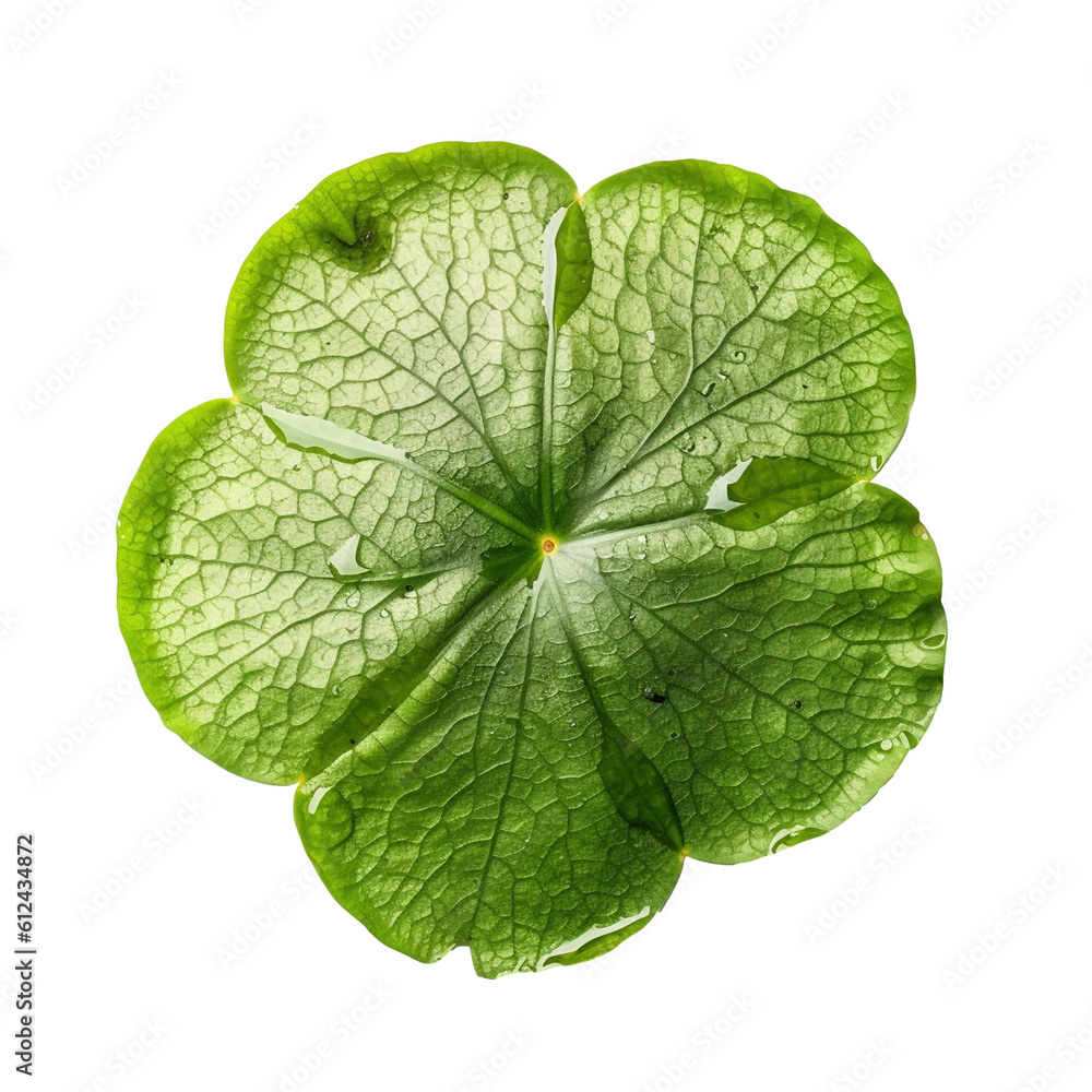 Lily pad isolated on transparent background Stock Illustration | Adobe ...