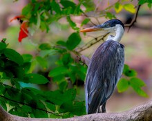 Heron Perched On Tree Free Stock Photo - Public Domain Pictures