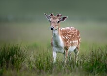 Spotted Fawn And Doe In Grass Free Stock Photo - Public Domain Pictures