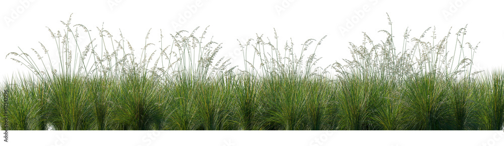 Field of Prairie dropseed Sporobolus heterolepis grass isolated png on ...