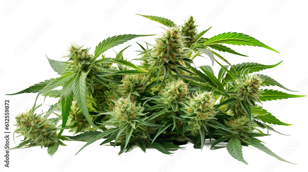 Collection of Cannabis buds, Cannabis flowers, Transparent background ...