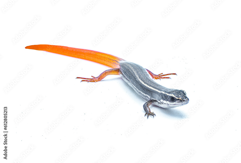 peninsula mole skink lizard - Plestiodon egregius onocrepis - front ...