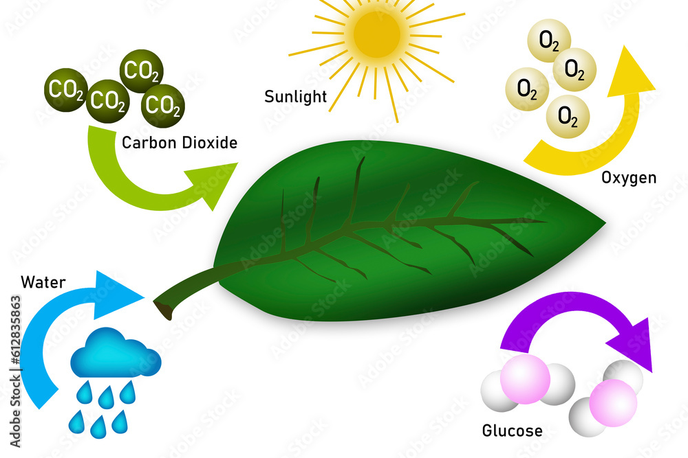 Photosynthesis equation diagram with symbols Stock Illustration | Adobe ...