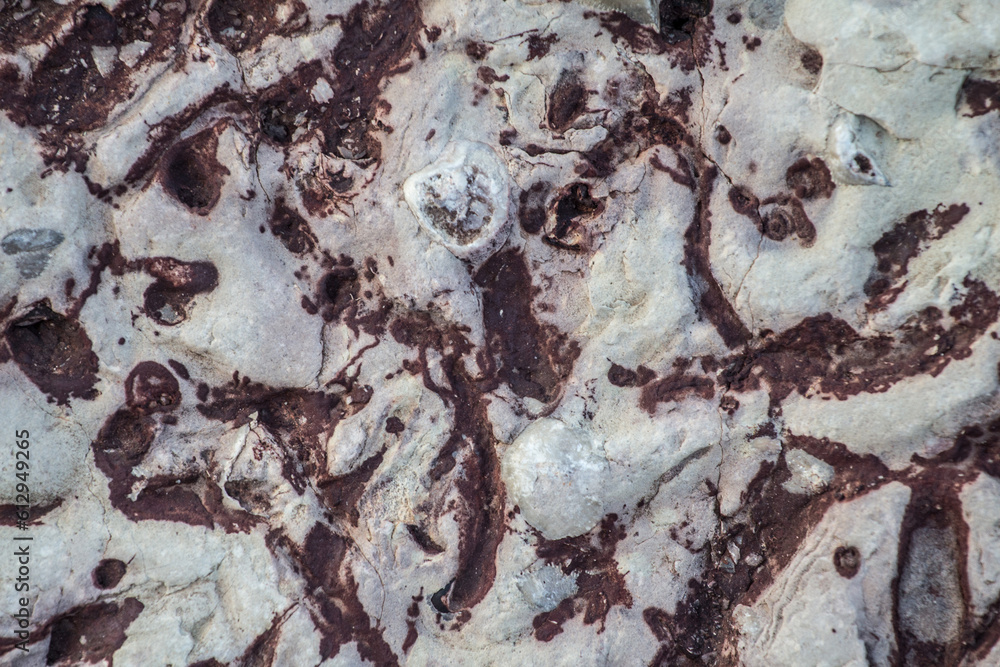 Fossil, ichnofossil - paleontological study, natural history ...