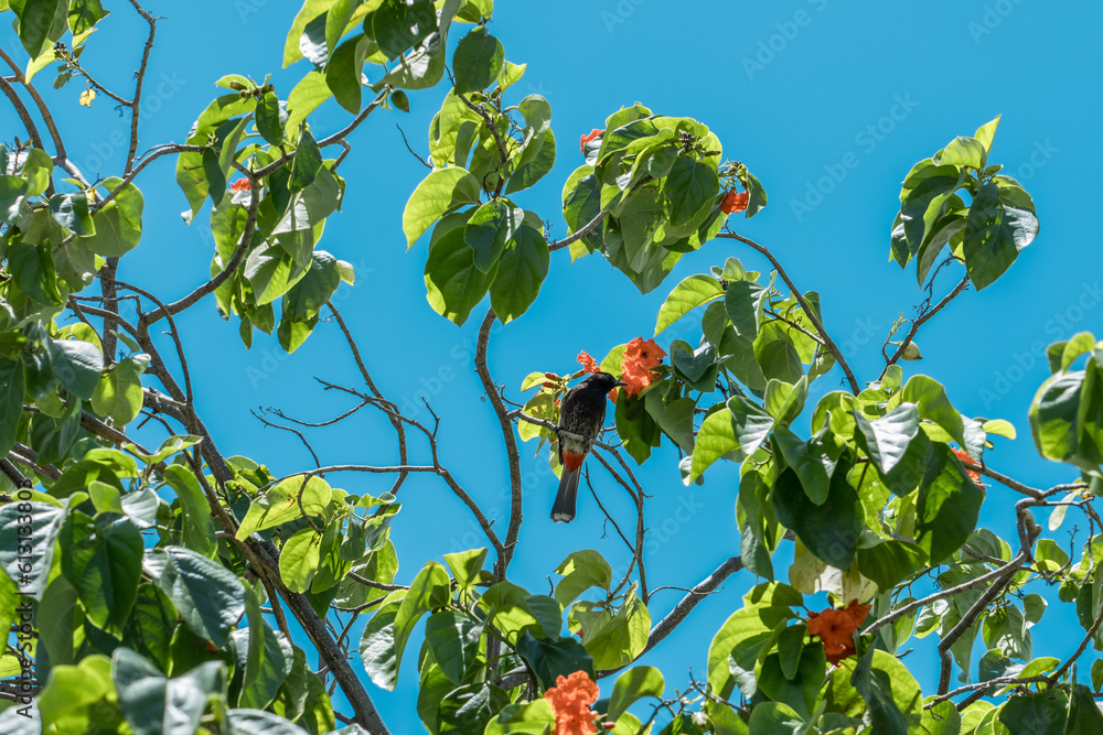 Cordia subcordata is a species of flowering tree in the borage family ...