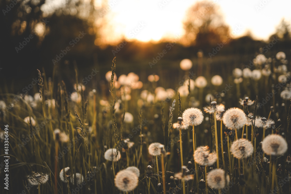 Dandelion field at sunset, rural aesthetic Stock Photo | Adobe Stock