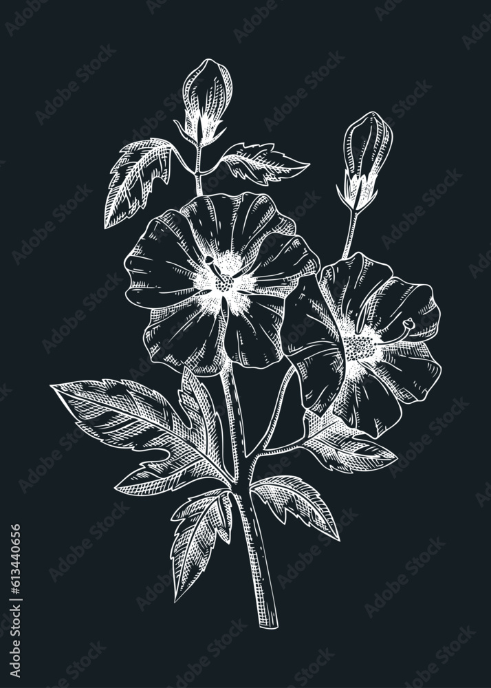 Rose of Sharon vector illustration. Hand-drawn summer flower sketch ...