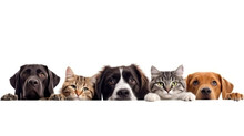 Cat Puppies Kitten Illustration Free Stock Photo - Public Domain Pictures