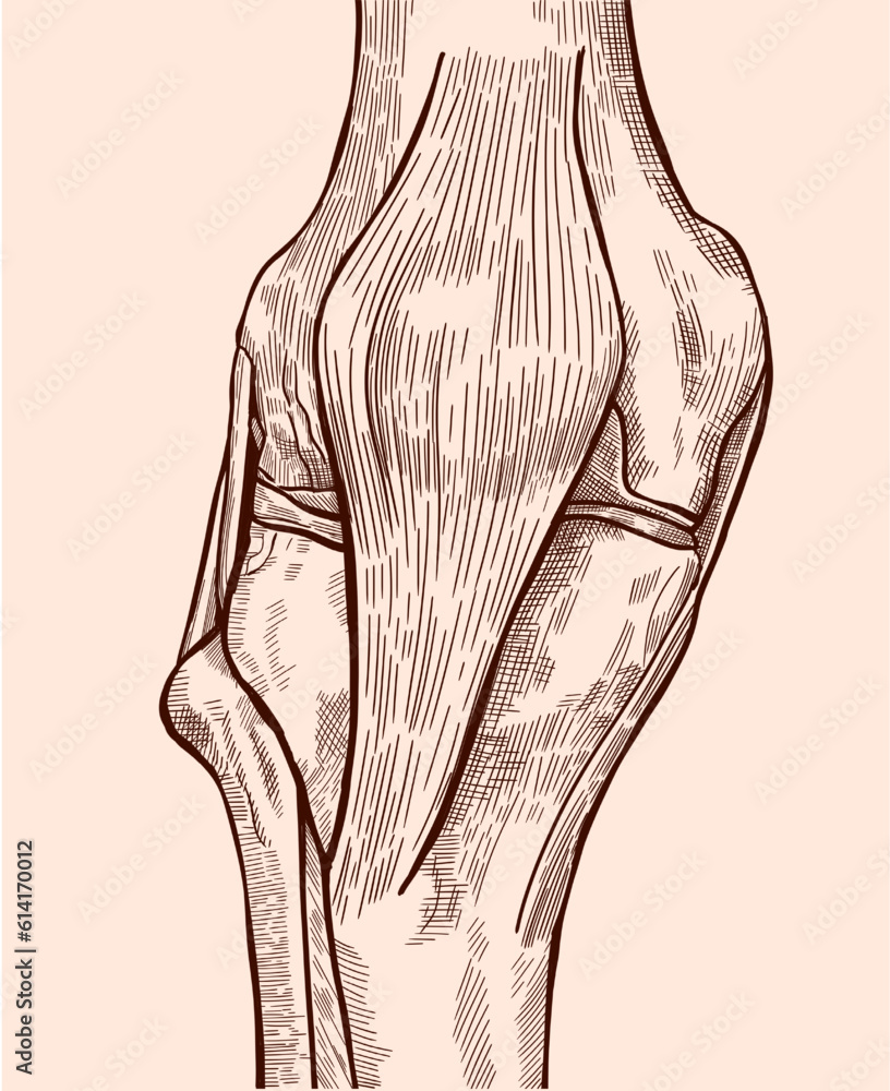 Hand drawn front view knee joint bones and ligaments. Medical ...