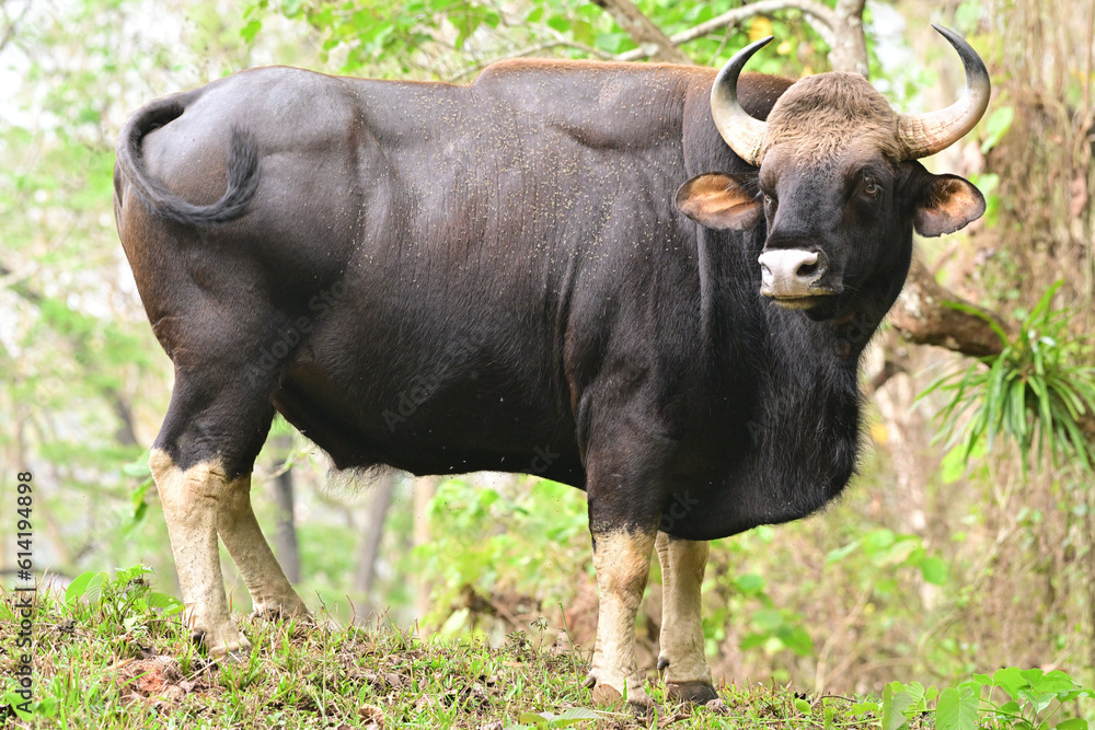 The gaur (, Bos gaurus), also called Indian bison, is the largest ...