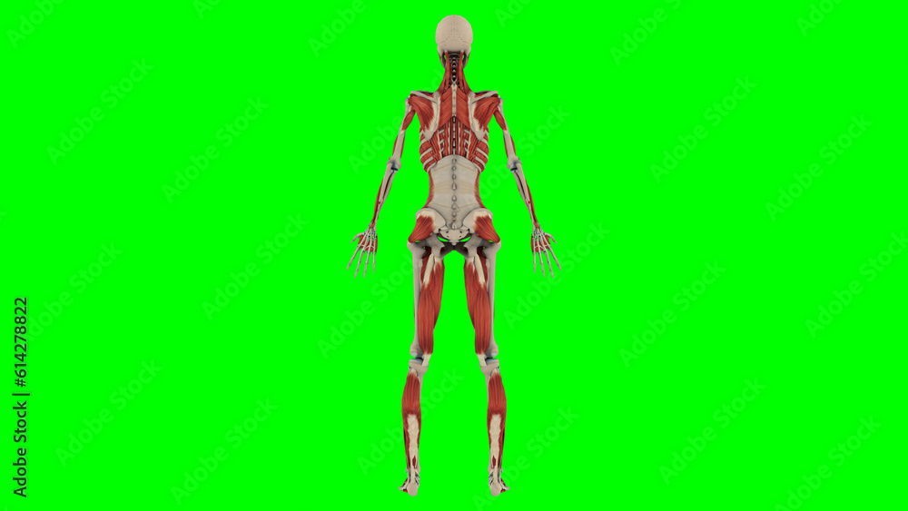 Medical Education Chart of Biology for Human Body Organ System Diagram ...