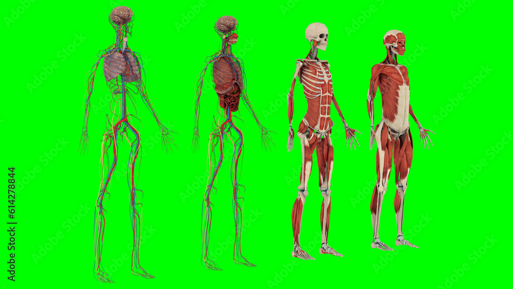 Medical Education Chart of Biology for Human Body Organ System Diagram ...