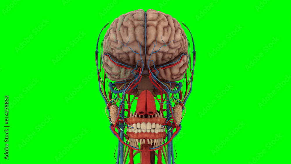 Medical Education Chart of Biology for Human Body Organ System Diagram ...