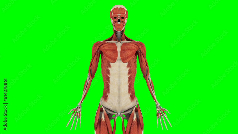 Medical Education Chart of Biology for Human Body Organ System Diagram ...