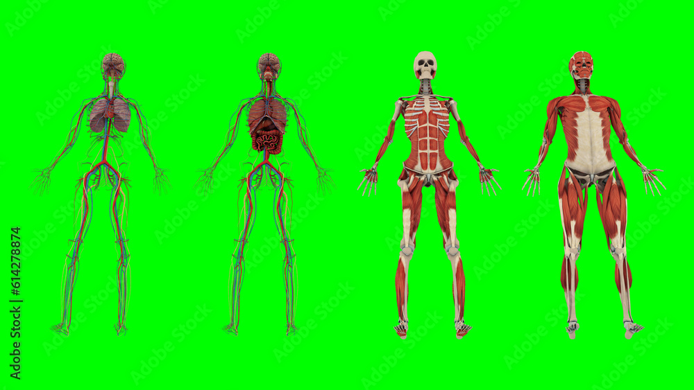 Medical Education Chart of Biology for Human Body Organ System Diagram ...