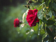 Red Dog Rose, Rose Macro Photograph Free Stock Photo - Public Domain ...