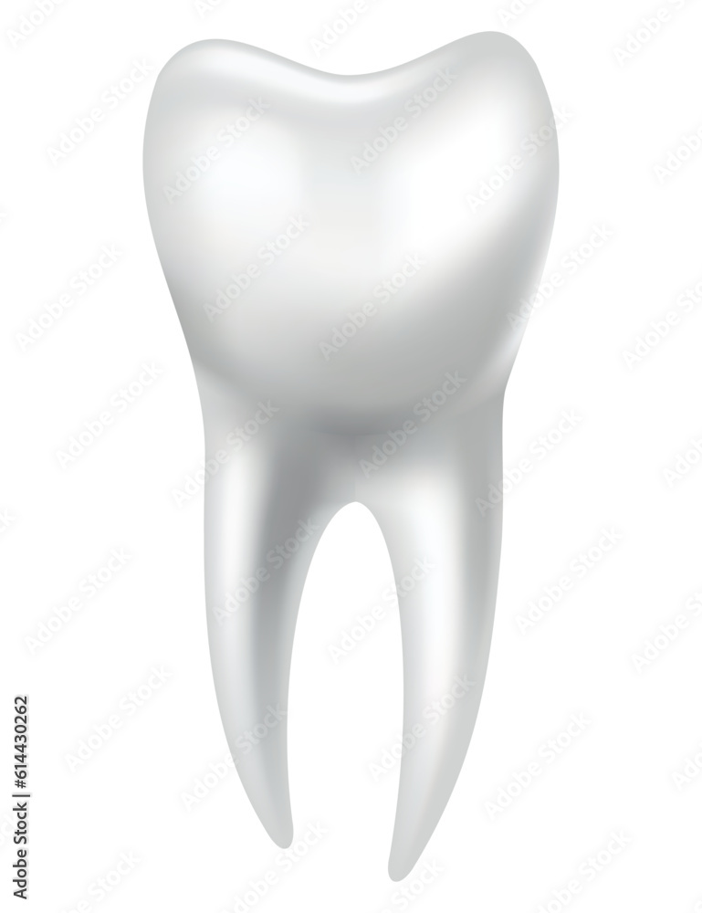 Tooth anatomy. Medical banner or poster illustration. Realistic white ...