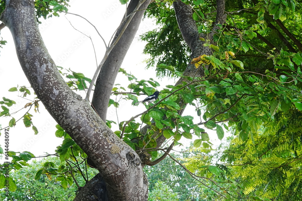 The Eurasian magpie, scientifically known as Pica pica, is a bird ...