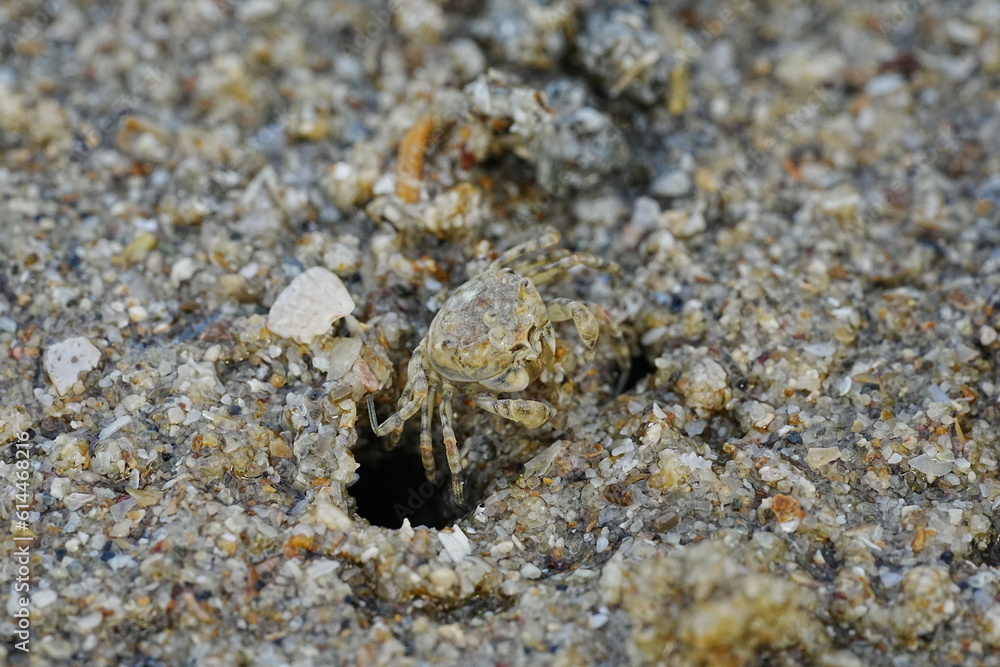 Ocypode stimpsoni, commonly known as the horned ghost crab, is a ...