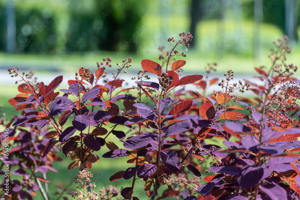Smoke bush and inflorescences plant cotinus coggygria variety royal ...