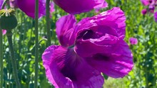 Purple Poppies Free Stock Photo - Public Domain Pictures
