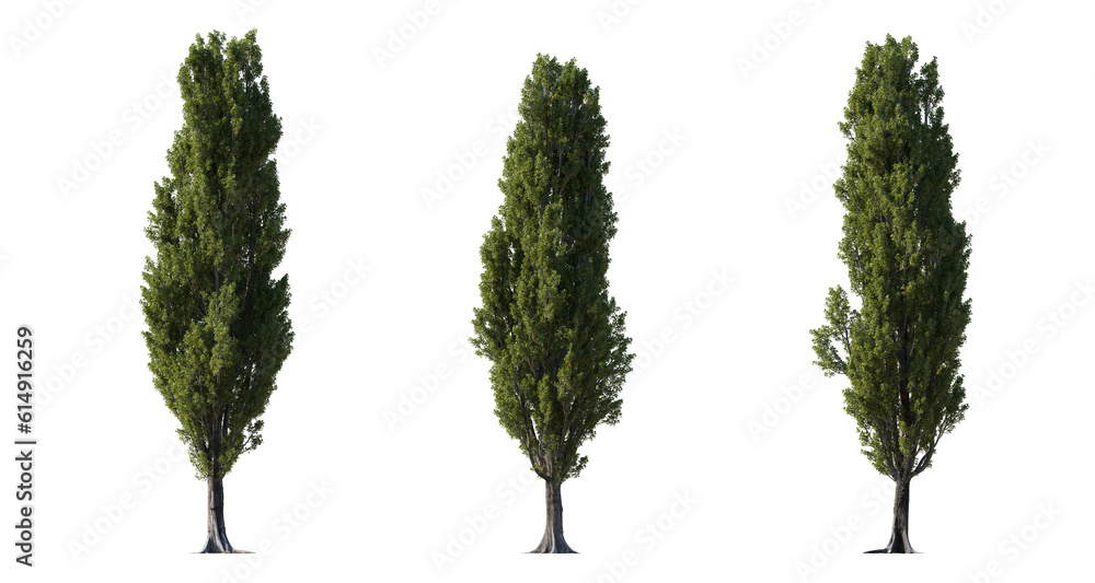 Set of large Poplar trees isolated png in sunny daylight on a ...