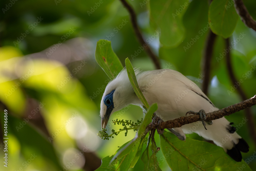 Bird on tree, The Bali myna, Leucopsar rothschildi, also known as ...