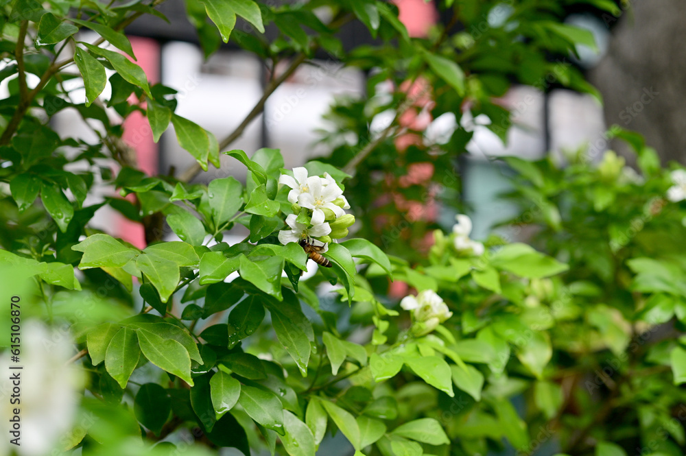 Bees are sucking nectar from Blooming White Orange Jasmine Flower ...