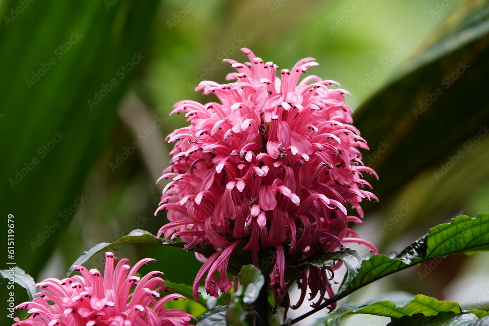 Justicia carnea, the Brazilian plume flower, Brazilian-plume, flamingo ...