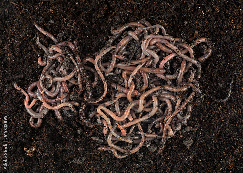 Group of earthworms for fishing in black soil as background, top view ...