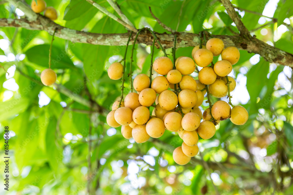 Foto de Stock Baccaurea ramiflora Lour fruit or Burmese grape tree ...