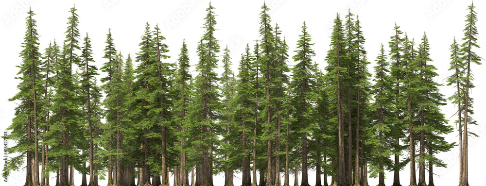 fir tree forest conifers hq arch viz cutout, lens 200 mm 3d render ...