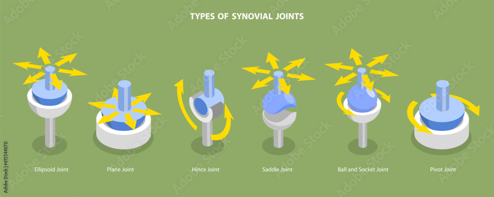 3D Isometric Flat Vector Conceptual Illustration of Types Of Synovial ...