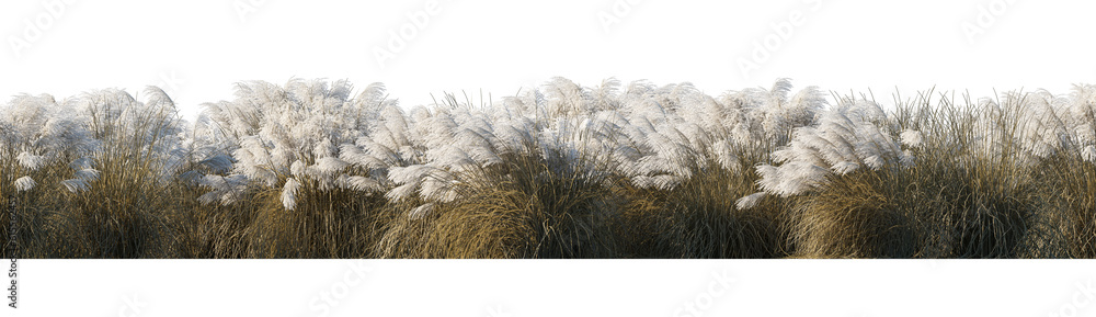 Field of Dry Miscanthus sinensis 'Kaskade' grass isolated png on a ...