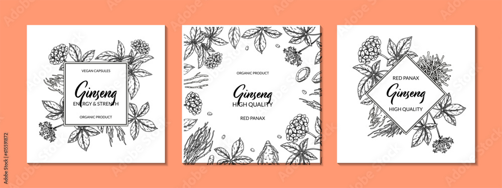 Set of ginseng square designs. Hand drawn botanical vector illustration ...