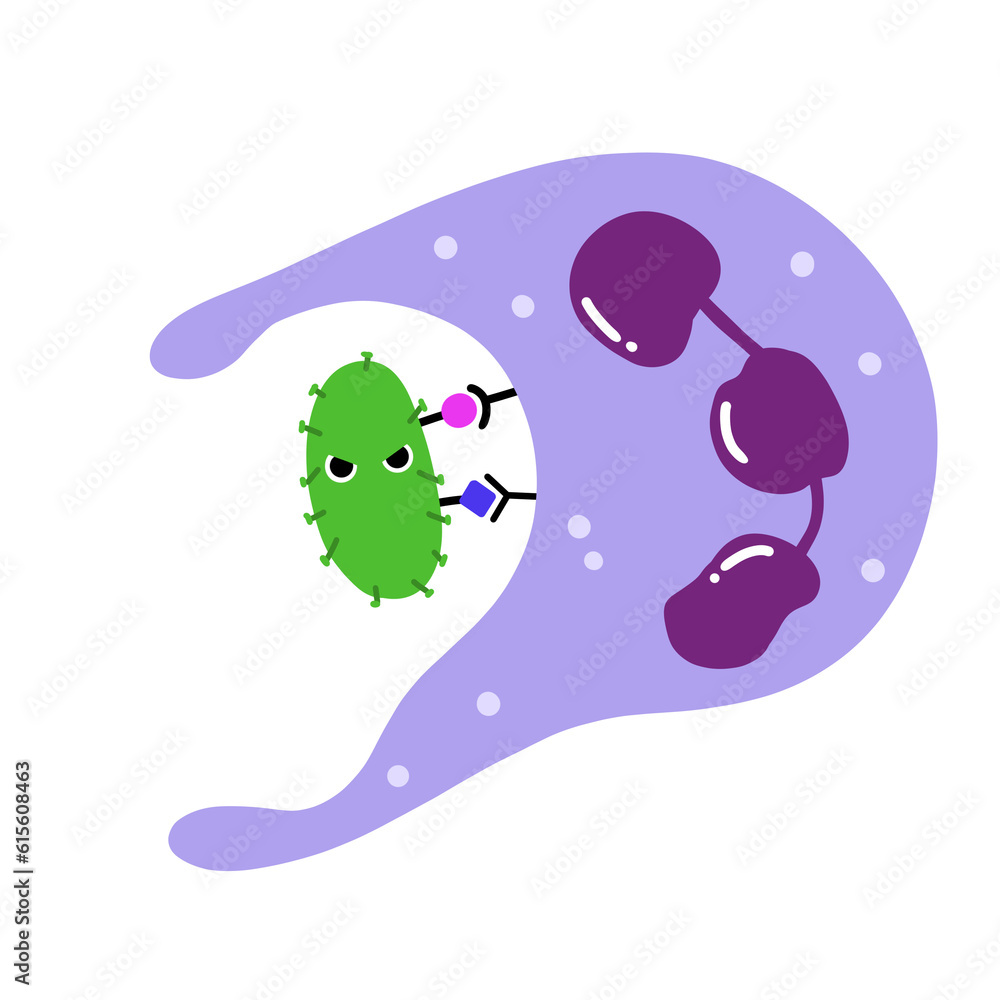 The phagocyte pushes out projections of its cytoplasm around the ...