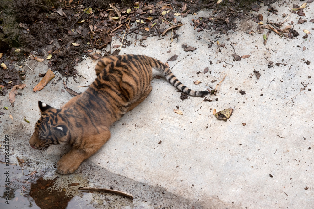 Tiger cubs are born small, blind, and weak. They're born with all their ...