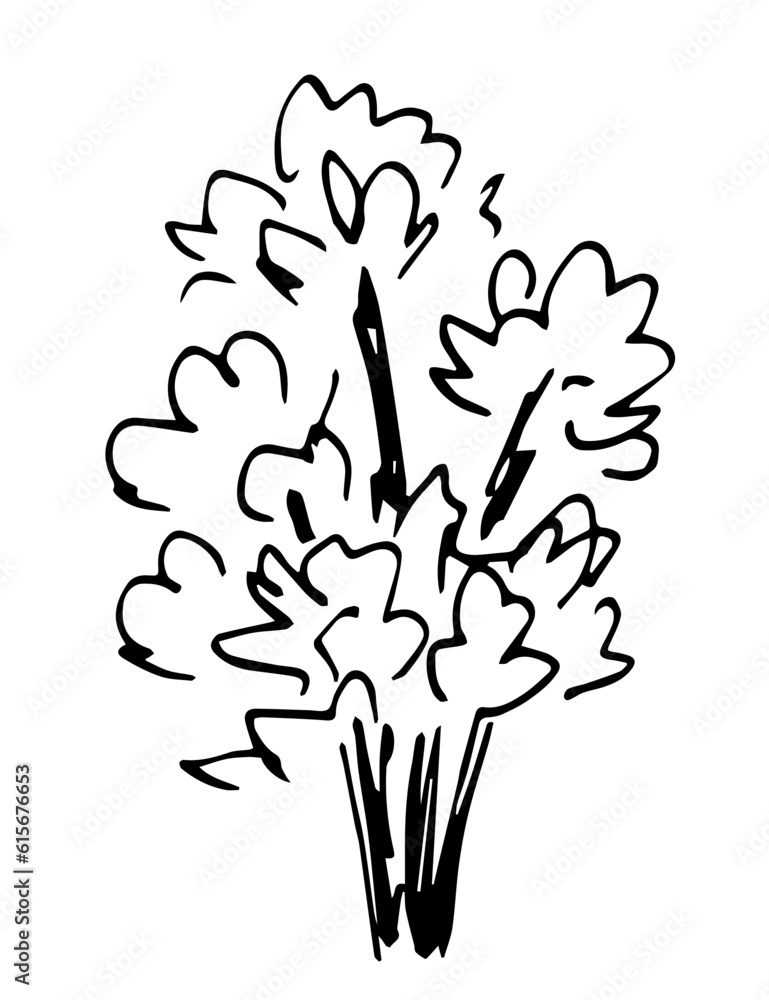 Deciduous tree isolated on white background. Nature and vegetation ...