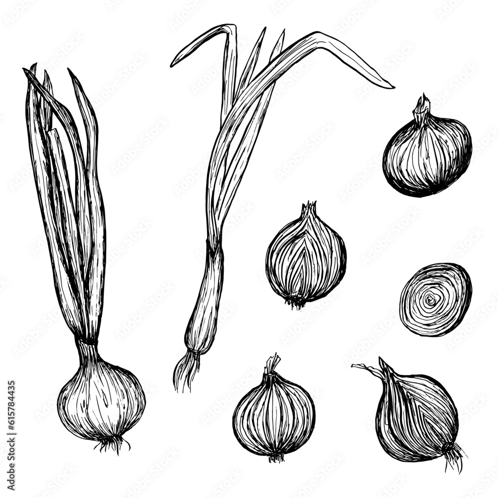 Onion set. Hand drawn sketch onion. Vector organic food illustration ...