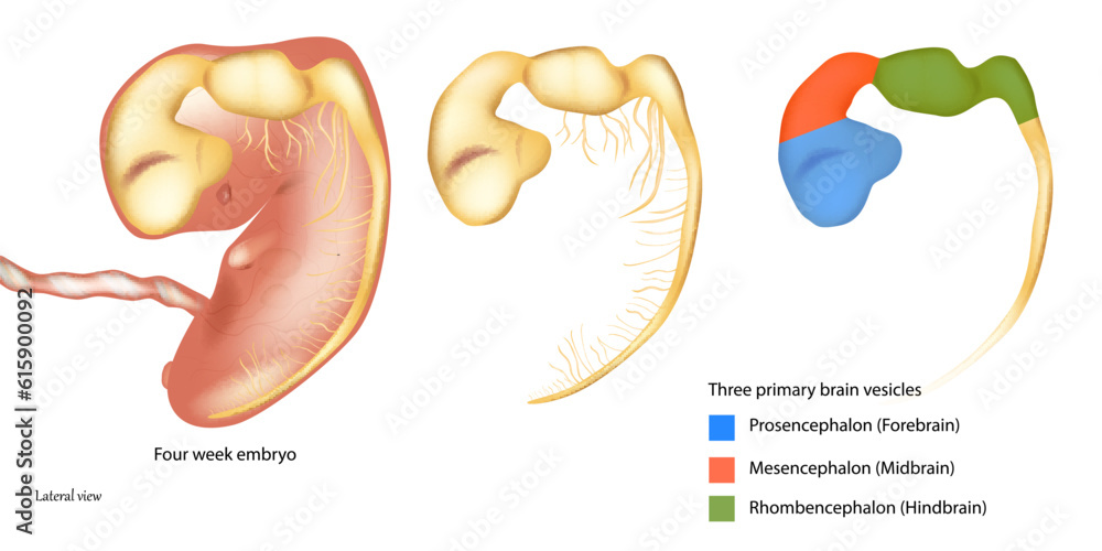Three primary brain vesicles. Four week embryo. Prosencephalon or ...