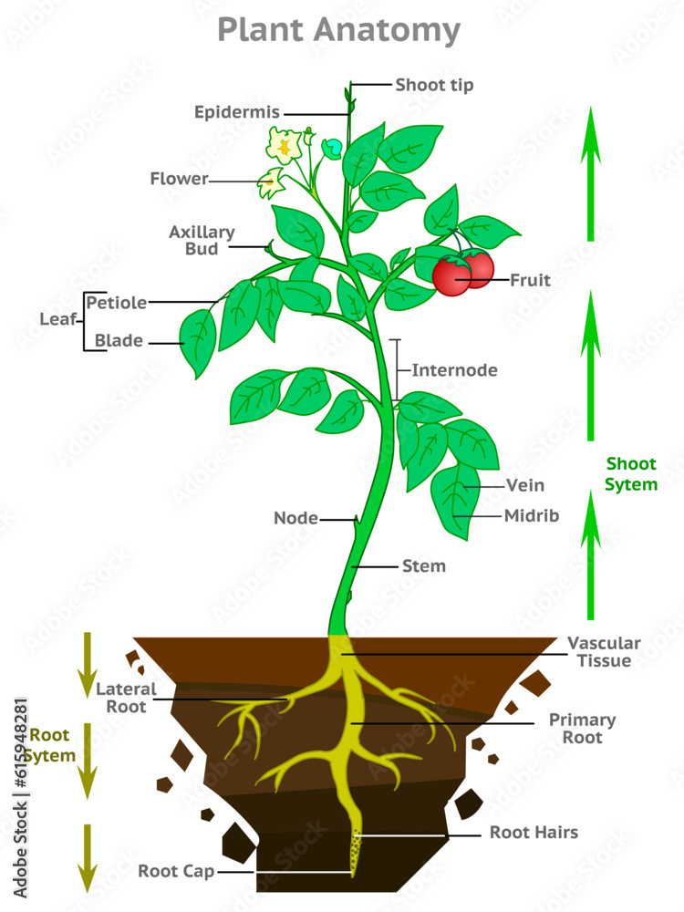 Plant structure, anatomy. Root, shoot system. Basic tree diagram. Parts, axillary bud, vascular ...