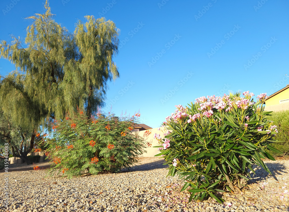 Neatly arranged pink Oleander and Red Bird of Paradise in xeriscaped ...