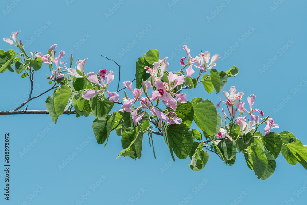 Bauhinia monandra is a species of leguminous trees, of the family ...
