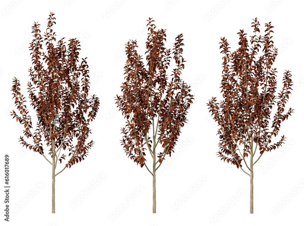 Prunus cerasifera tree on transparent background, png plant, 3d render ...