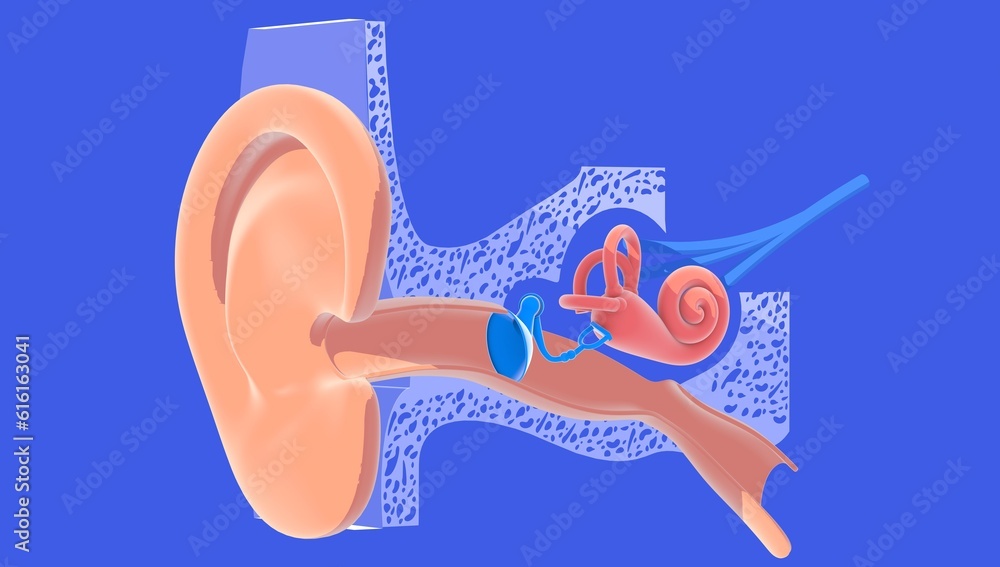 3d illustration of the inner ear anatomy with flat colors, cut out on ...