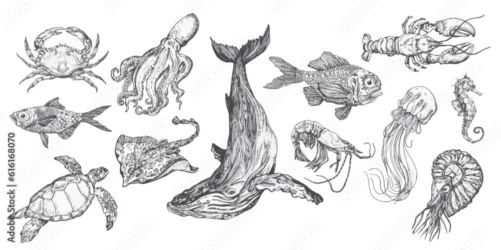 Handdrawn sea animals illustrations pack, fish drawings, artwork, sushi ...